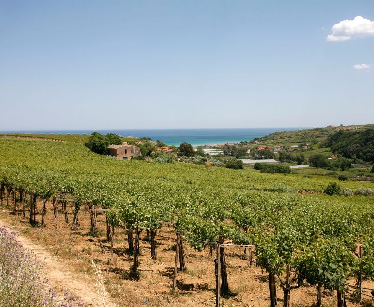 Cantina Tollo • Food and Wine Italia