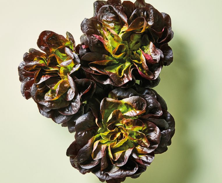Orto in casa: da dove iniziare • Food and Wine Italia Orto in casa: da dove iniziare • Food and Wine Italia